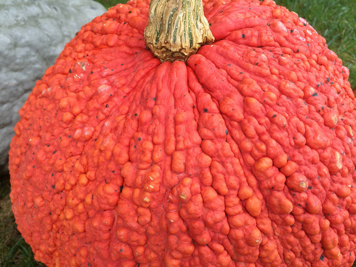 A Bodacious Birthday Cake! | bits and breadcrumbs